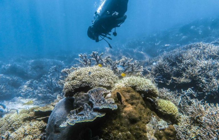 Wisata Labuan Bajo Pulau Komodo – Mengungkap Pesona Alam Menakjubkan ...